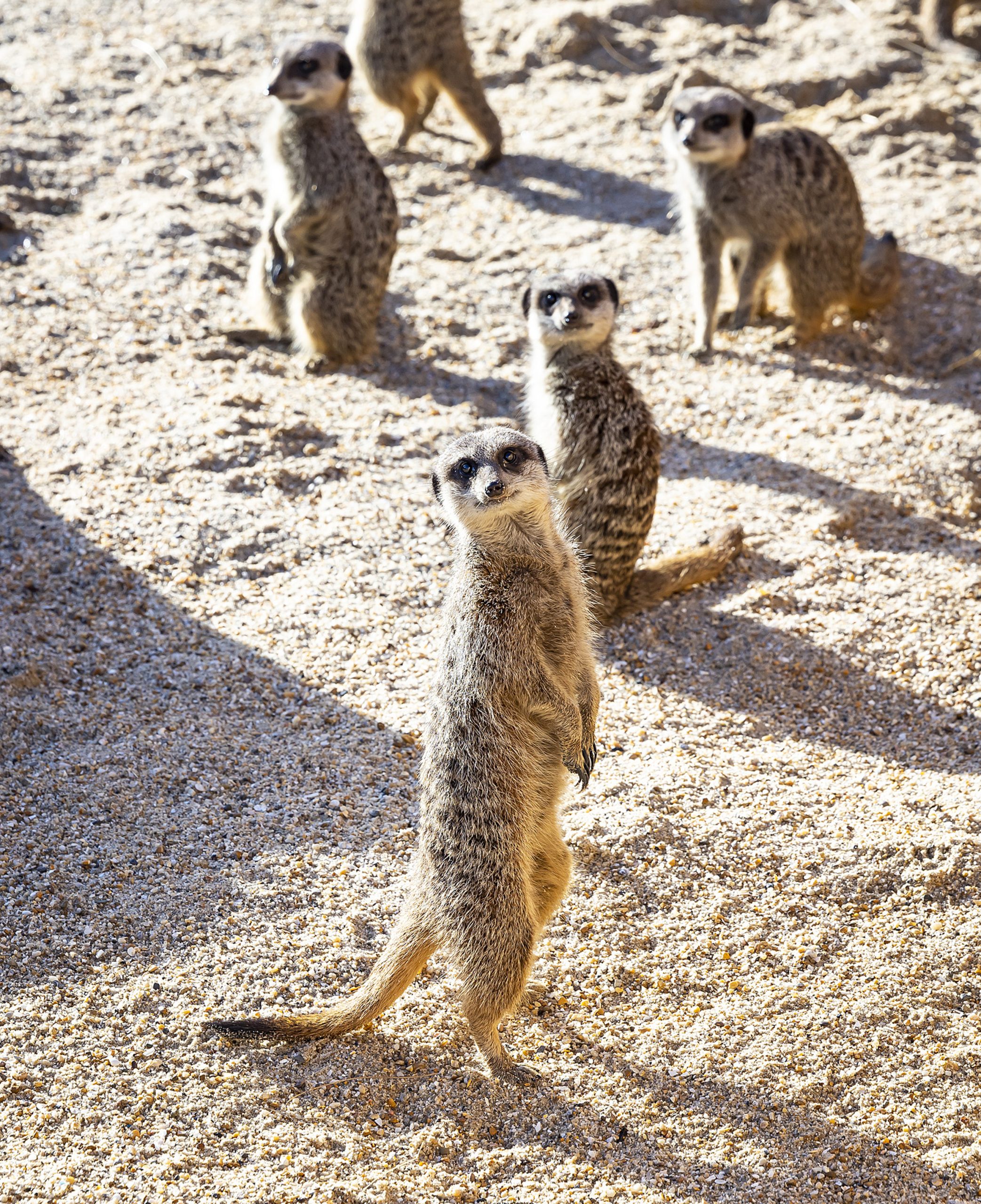 FdSc Animal Management and Applied Science | University Centre Sparsholt