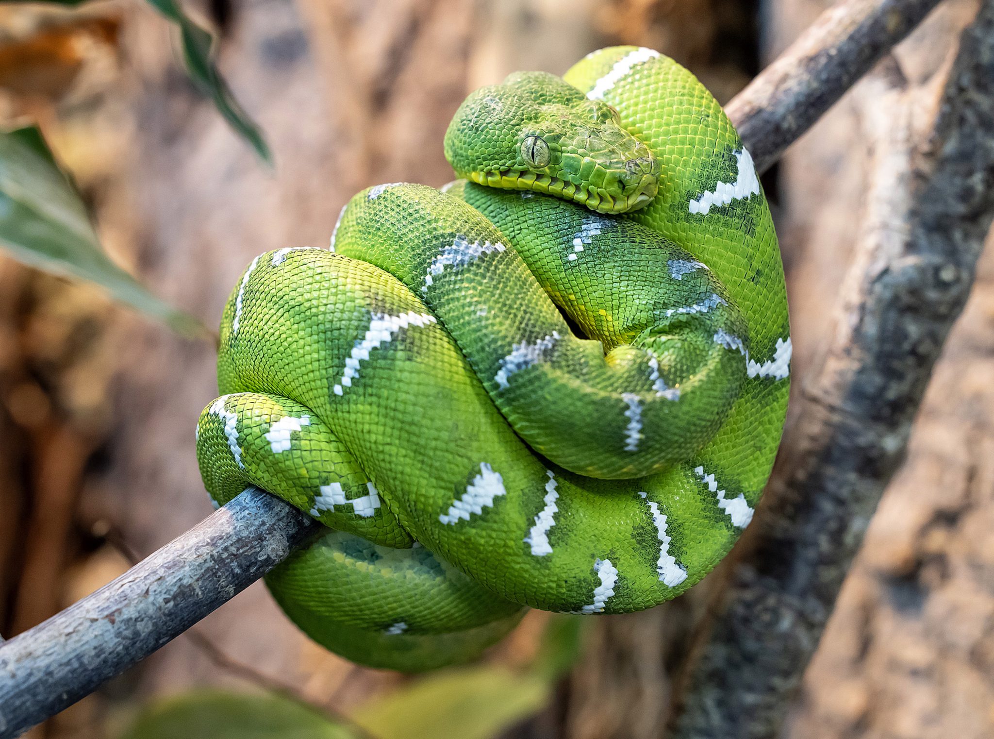 FdSc Applied Zoo Science | University Centre Sparsholt