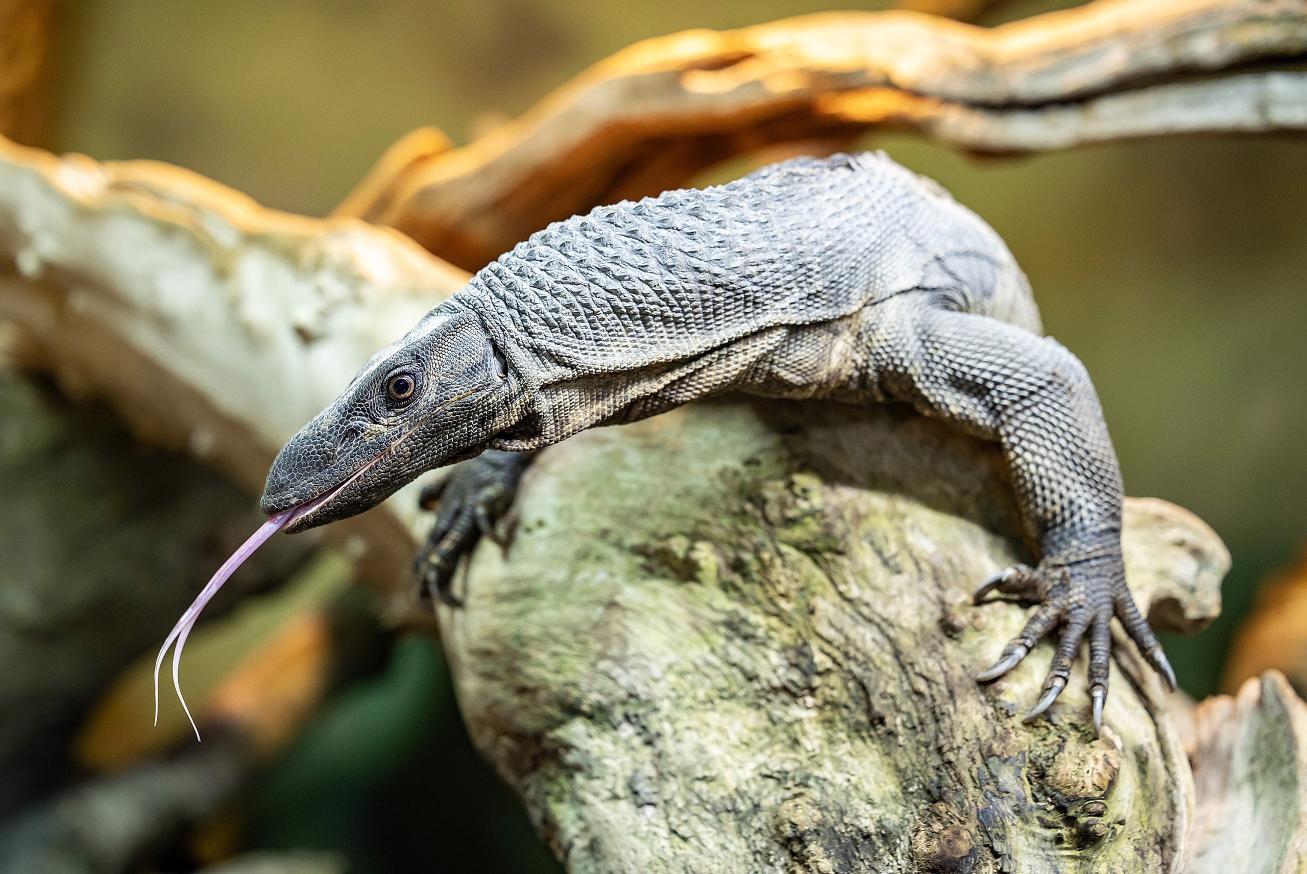 Animal Science and Zoo Biology | University Centre Sparsholt
