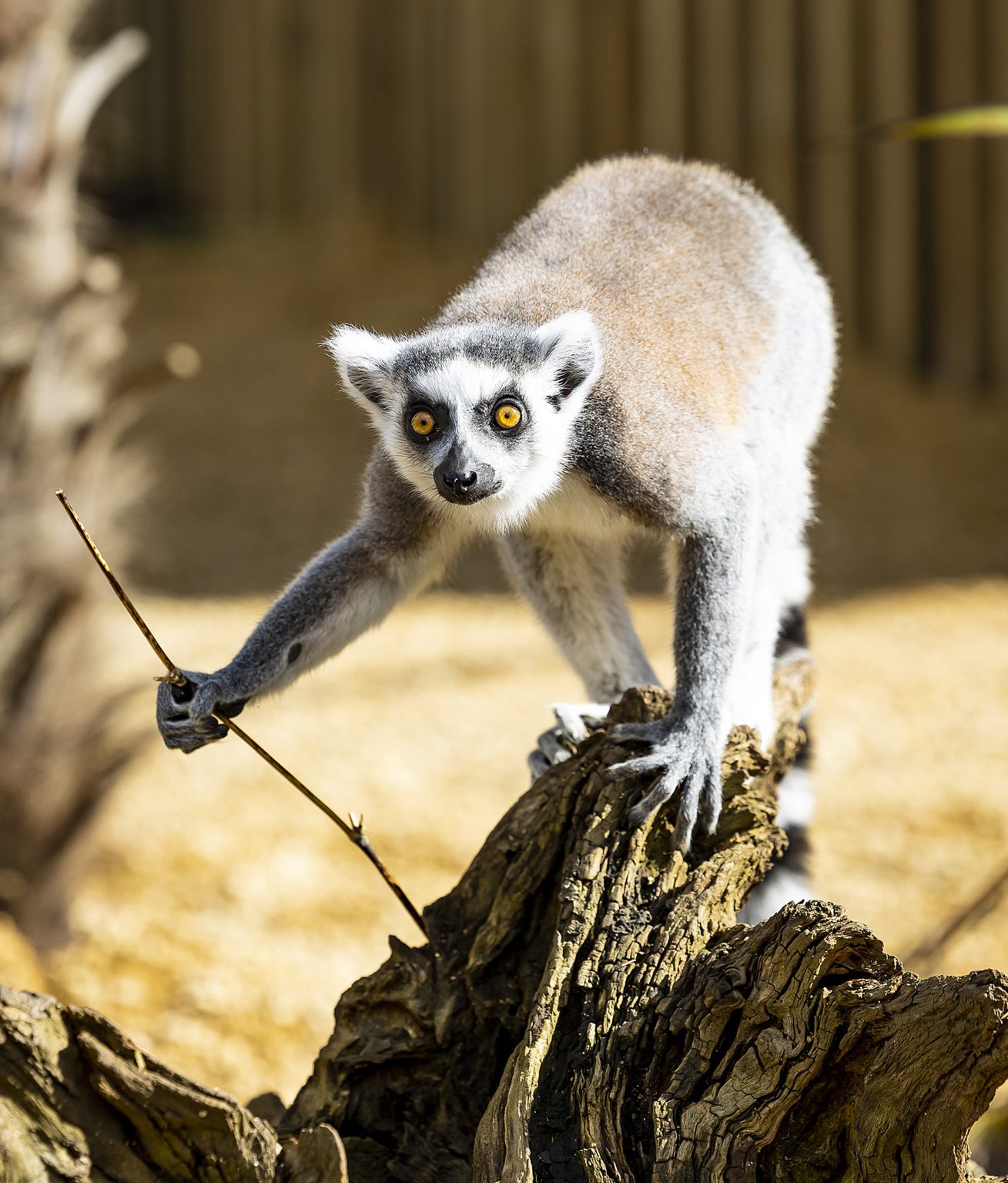 BSc (Hons) Applied Animal Science | University Centre Sparsholt